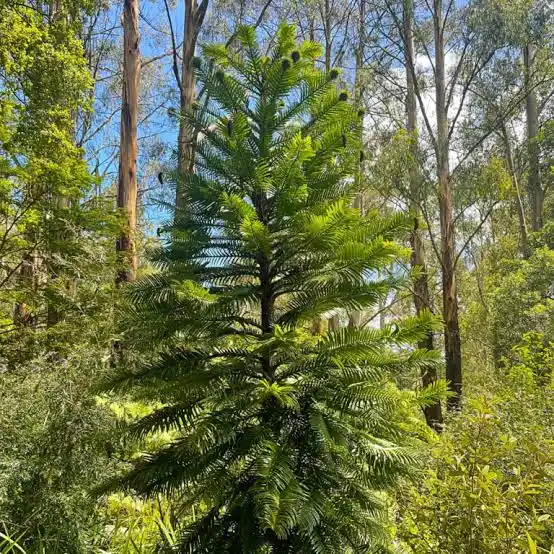 The Wollemi Pine and its Small Southern Family