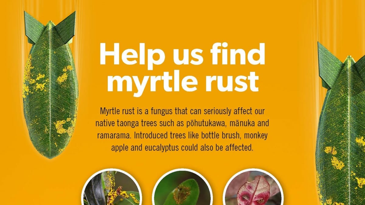 Myrtle Rust Strikes Hawkesbury