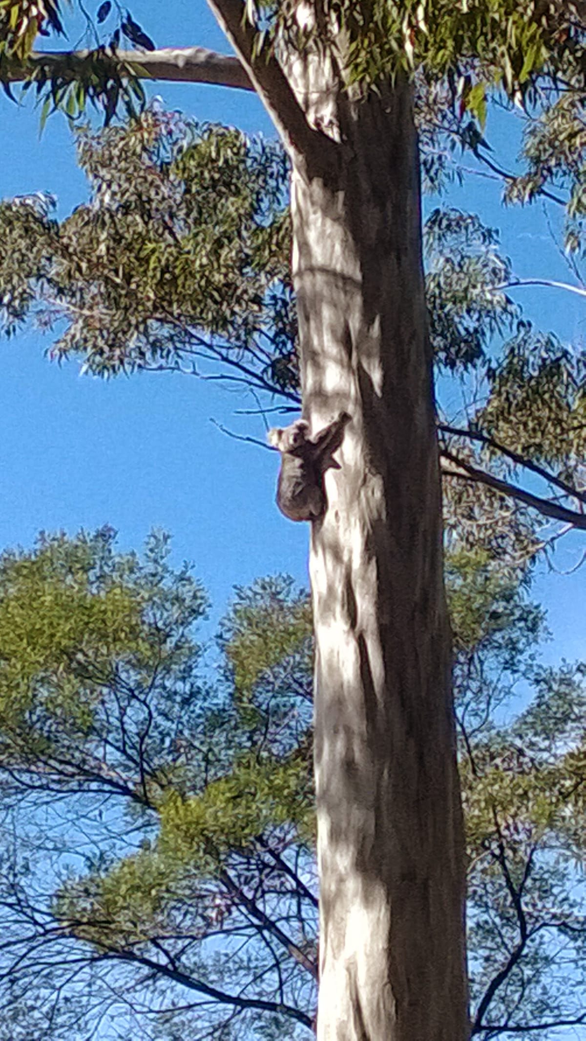 Koala Mating Season in the Hawkesbury