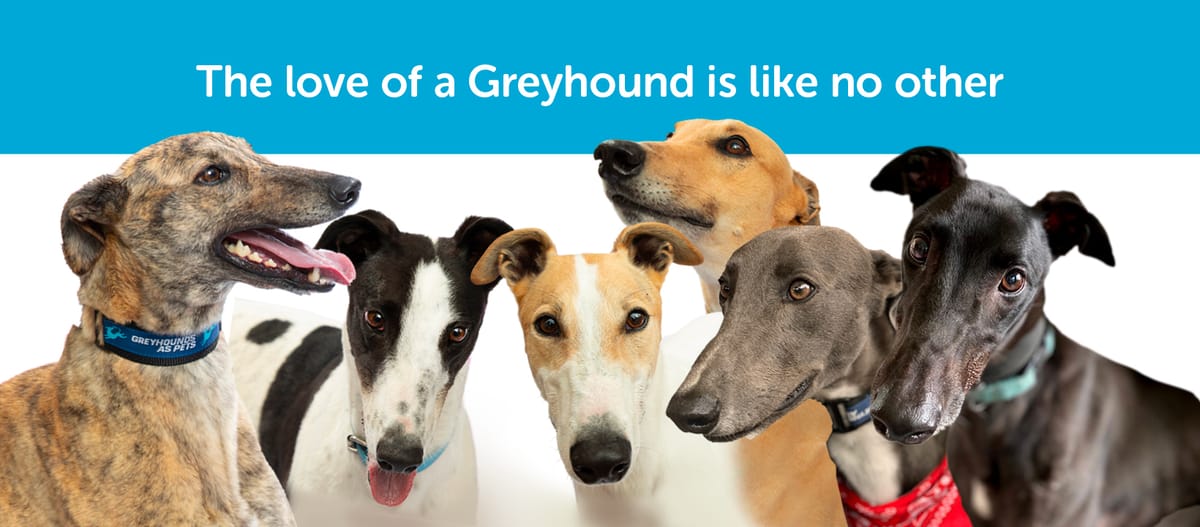 Greyhound Adoption Event Returns to Londonderry